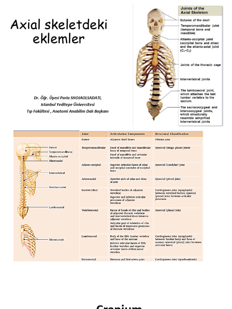 Axial Skelet Eklemleri | PDF