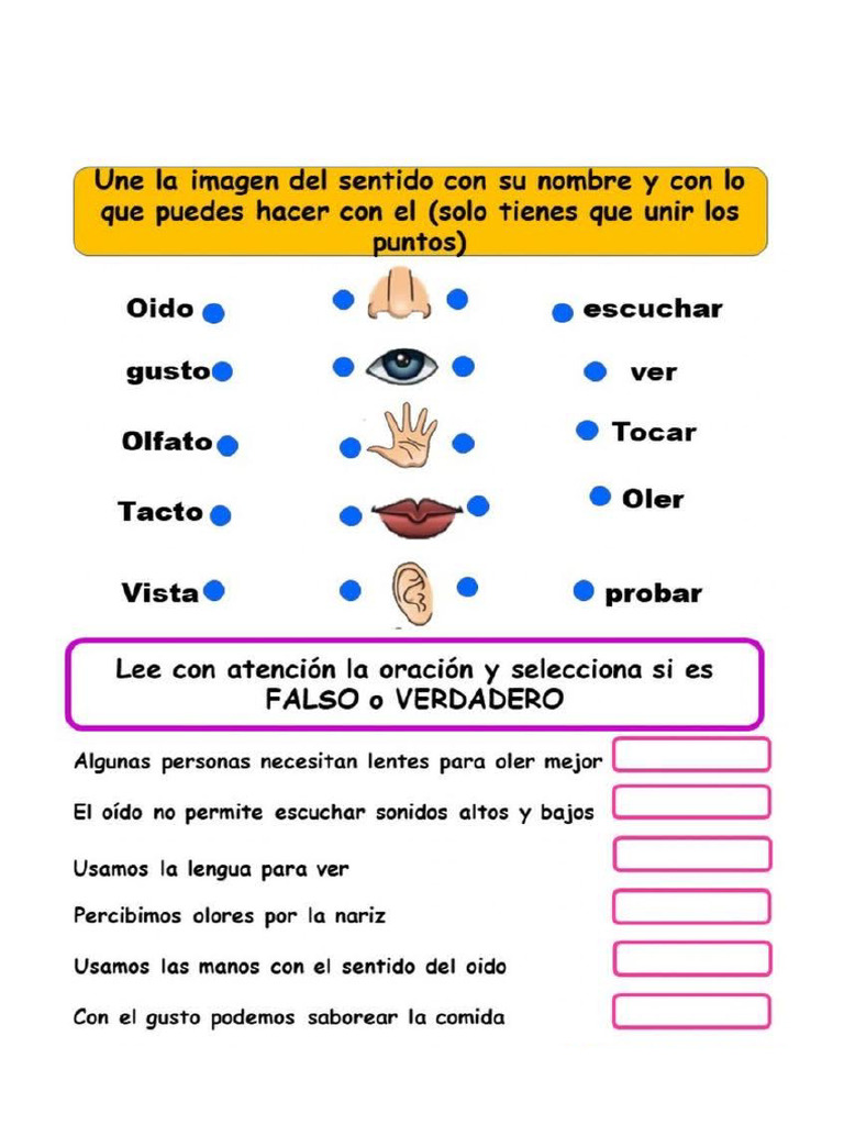 Ficha Los Sentidos | PDF