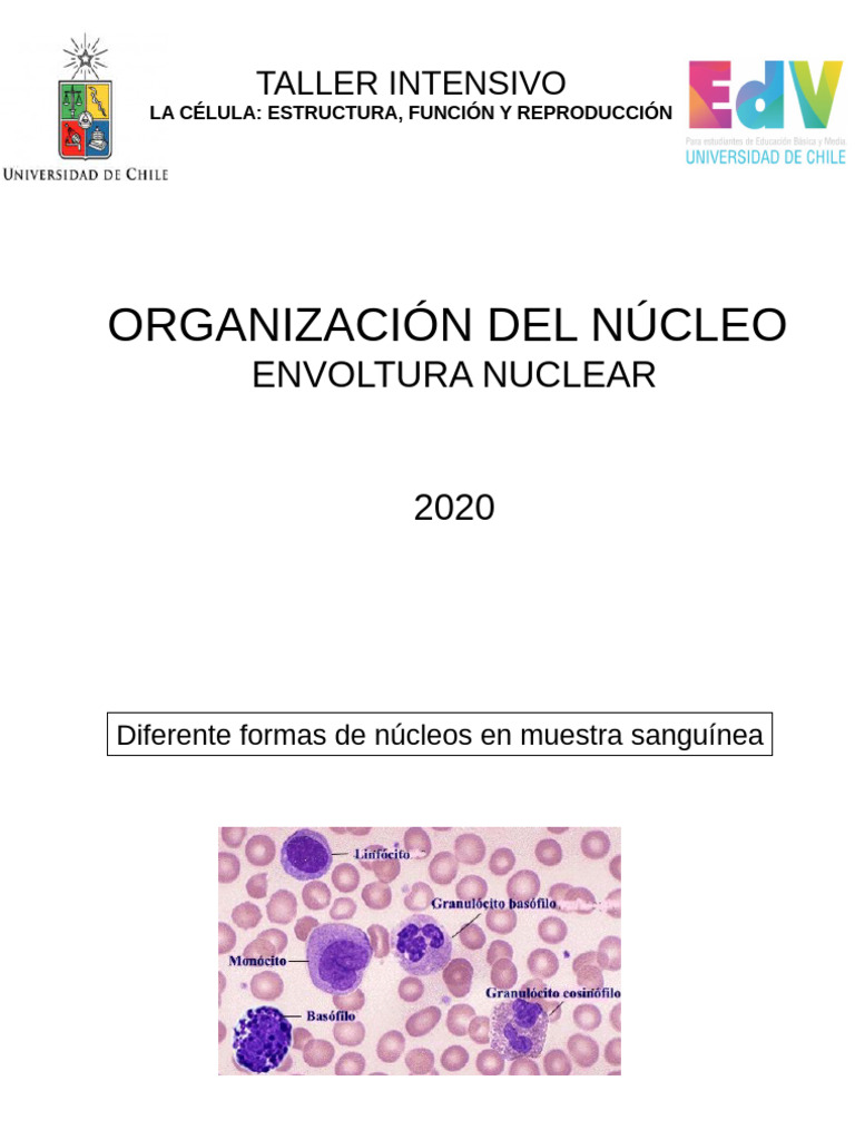 2 Envoltura Nuclear EDV | PDF
