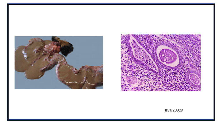 Pyometra | PDF