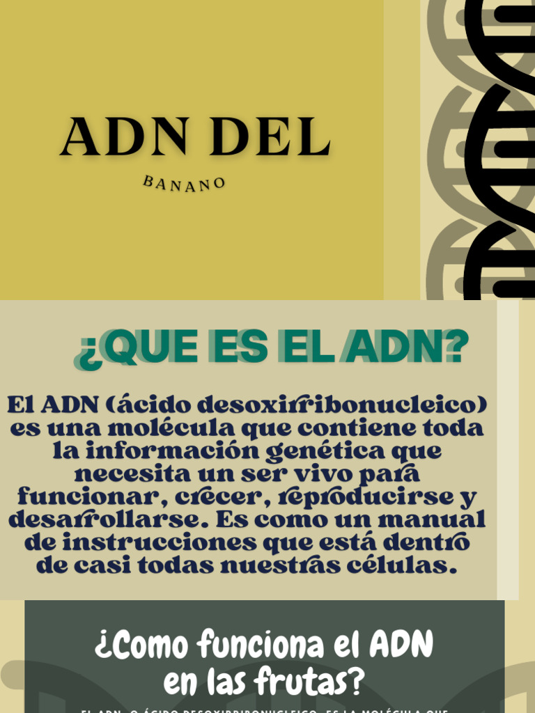 Frutas Genéticamente Modificadas: ADN del Banano | PDF | Adn | Plantas