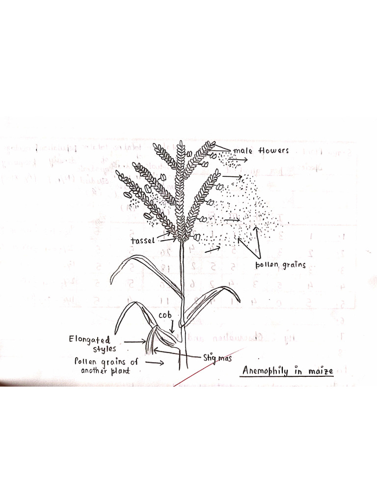 Study of Adaptation of Flowers For Pollination | PDF