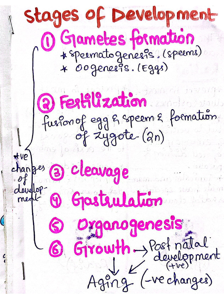 Development and Aging Side Notes | PDF
