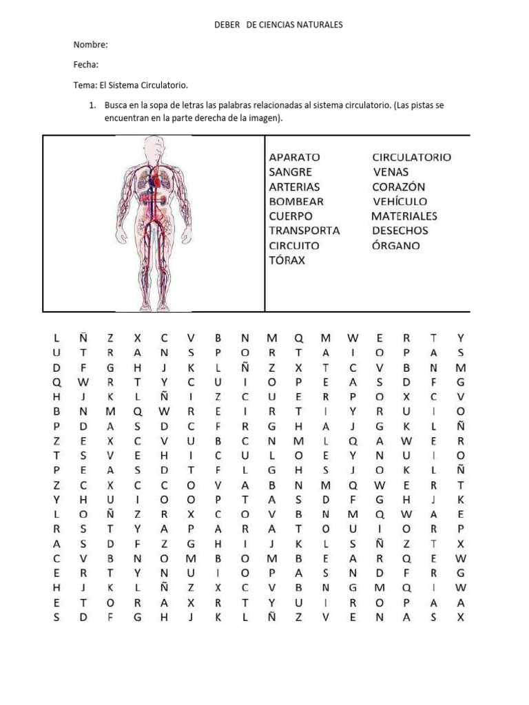 08 de Febrero Sopa de Letras Del Sistema Circulatorio | PDF