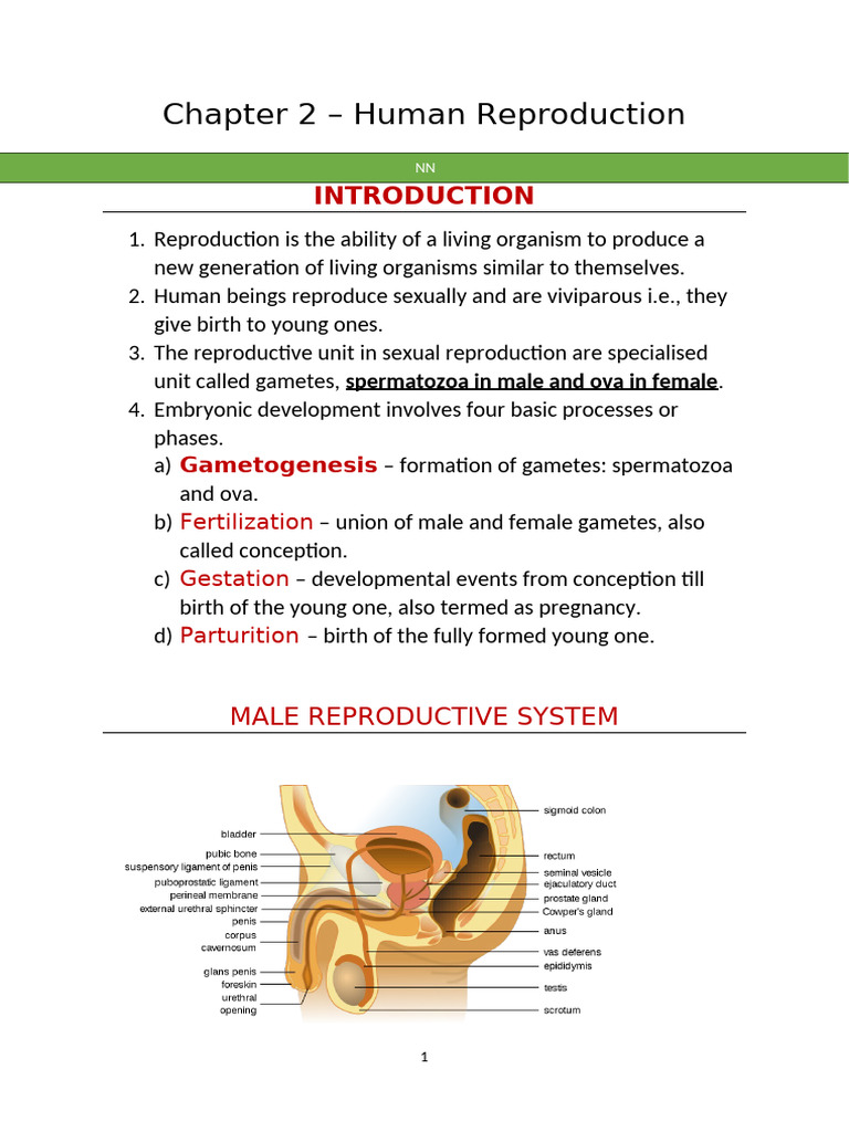 CL XII, Chp3-Human Reproduction | PDF | Menstrual Cycle | Ovary