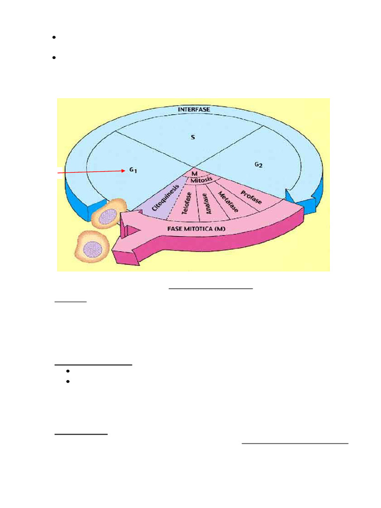 Modulo 02 - Divisão Celular | PDF | Mitose | Meiose