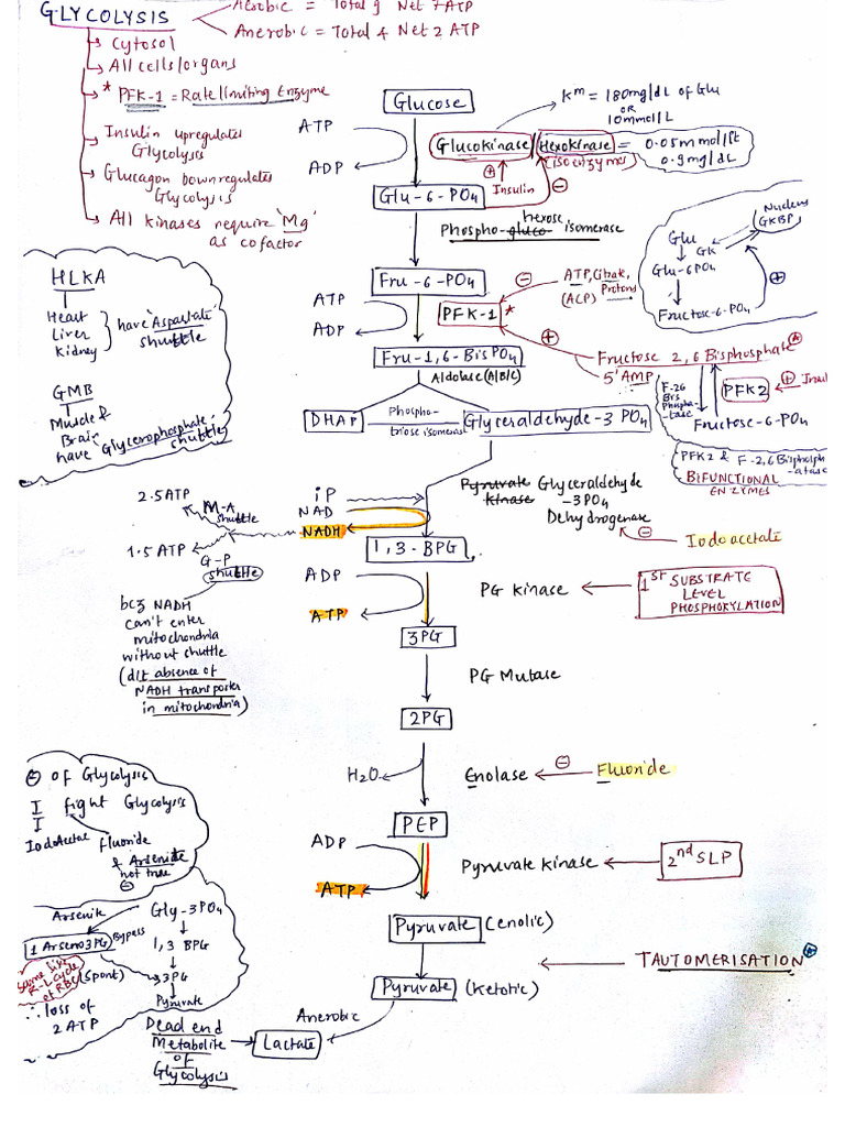 Biochemistry Cycles | PDF