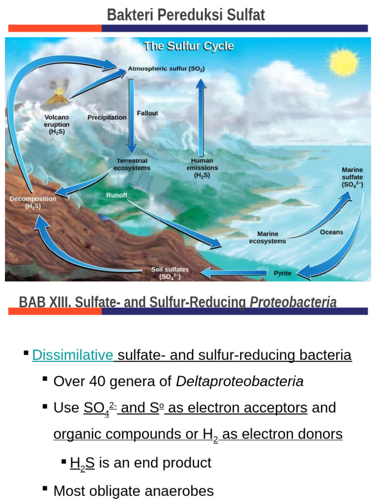 Materi IV. Sulphate Reducers | PDF | Chemistry | Bacteria