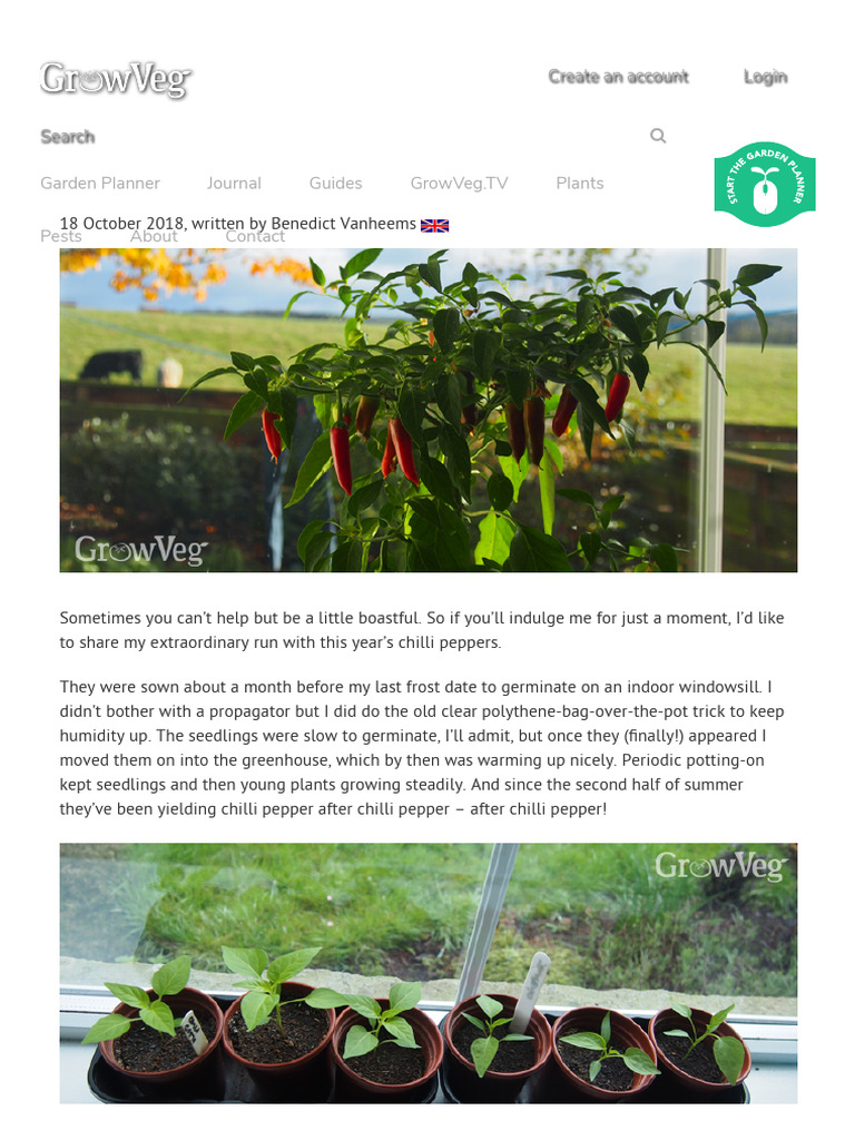Chilli Peppers - Overwintering | PDF | Pruning | Botany