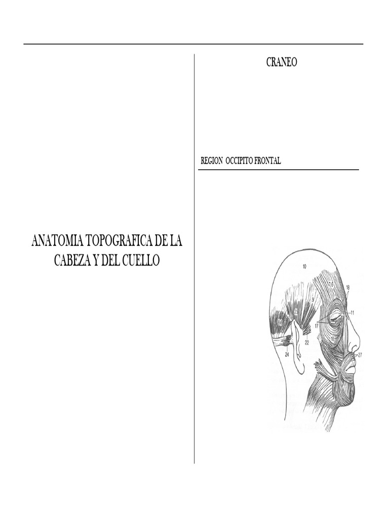 ANATOMIA TOPOGRAFICA DE LA CABEZA Y DEL CUELLO | PDF | Laringe | Cráneo