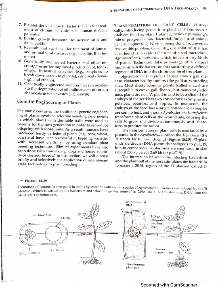 GE-transformation in Plants | PDF