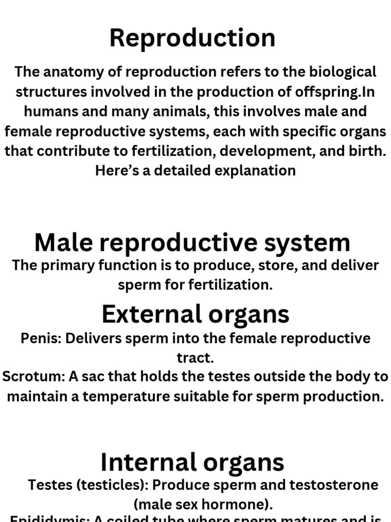 Human Reproductive Anatomy Explained | PDF | Reproductive System ...