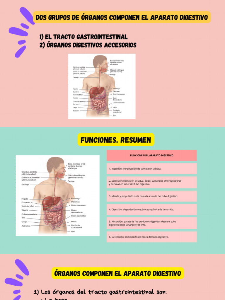 ANATOMO 1 Digestivo | PDF