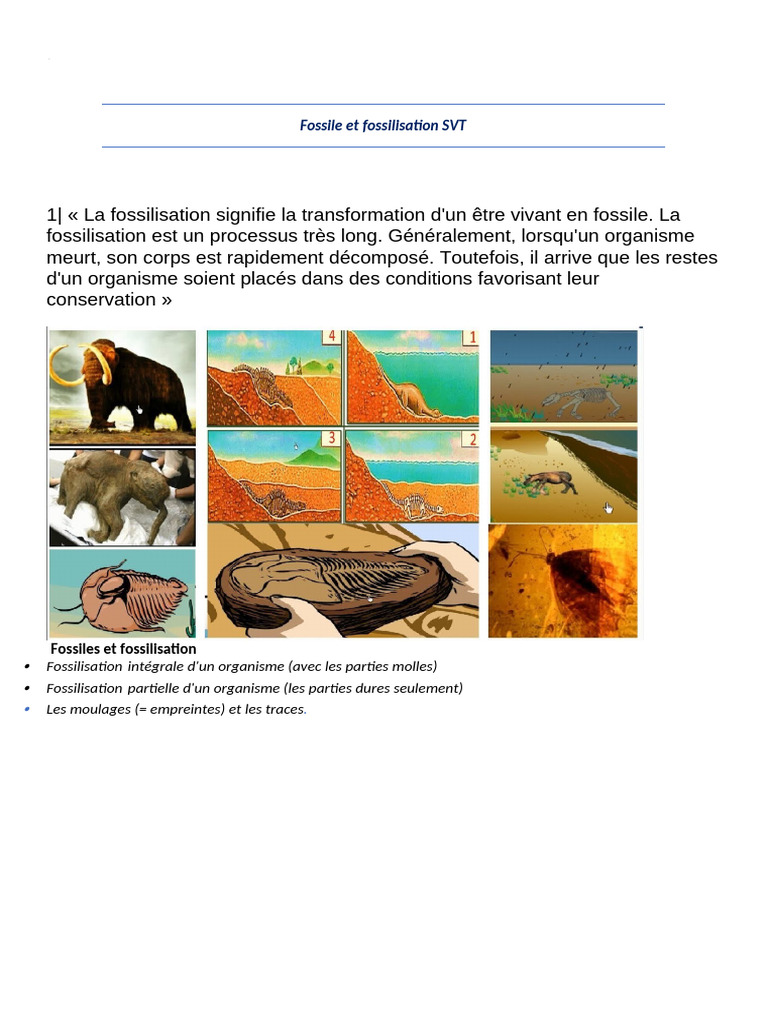 Fossiles et processus de fossilisation | PDF