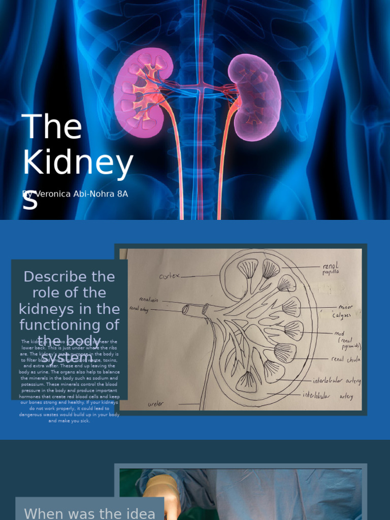 The Kidney | PDF | Kidney Transplantation | Organ Transplantation