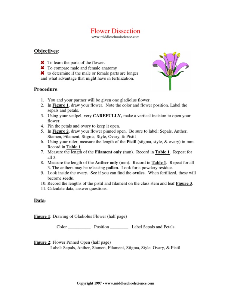 Flower 2 | PDF | Flowers | Petal
