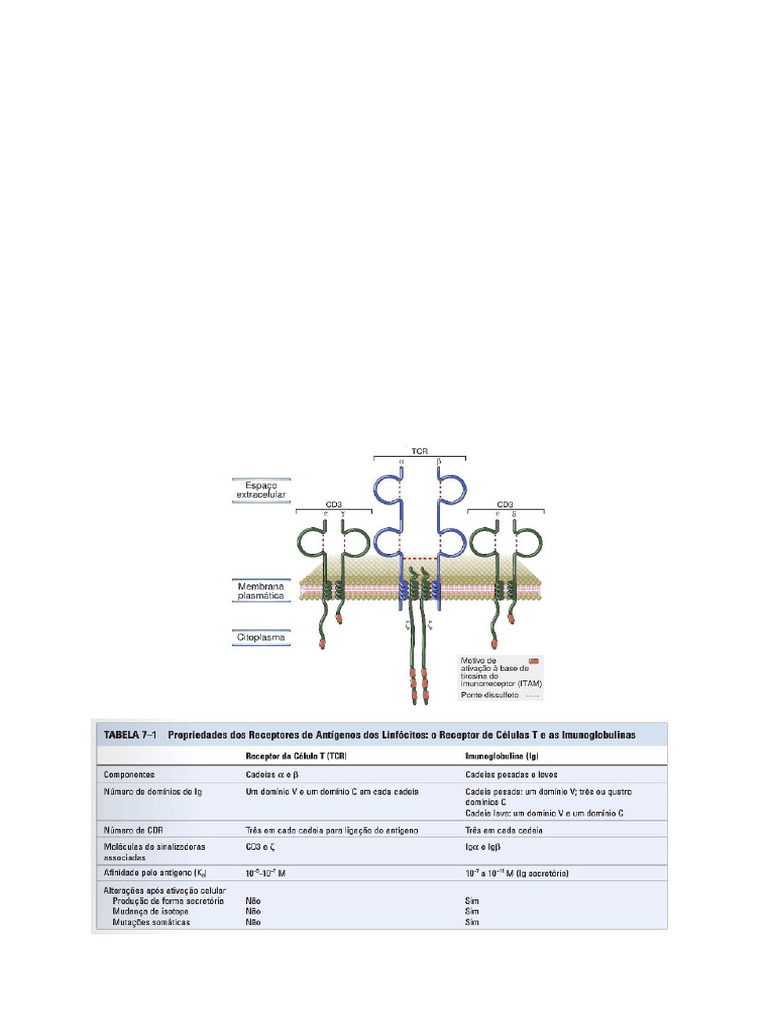 Receptor Antigênico de Linfócito T e MHC | PDF | Sistema imunológico ...