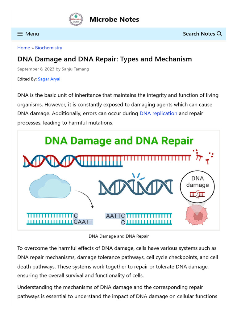 DNA Damage and Repair Mechanisms | PDF | Dna Repair | Dna