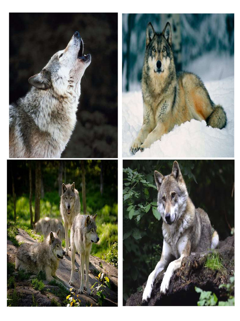 Lobo | PDF