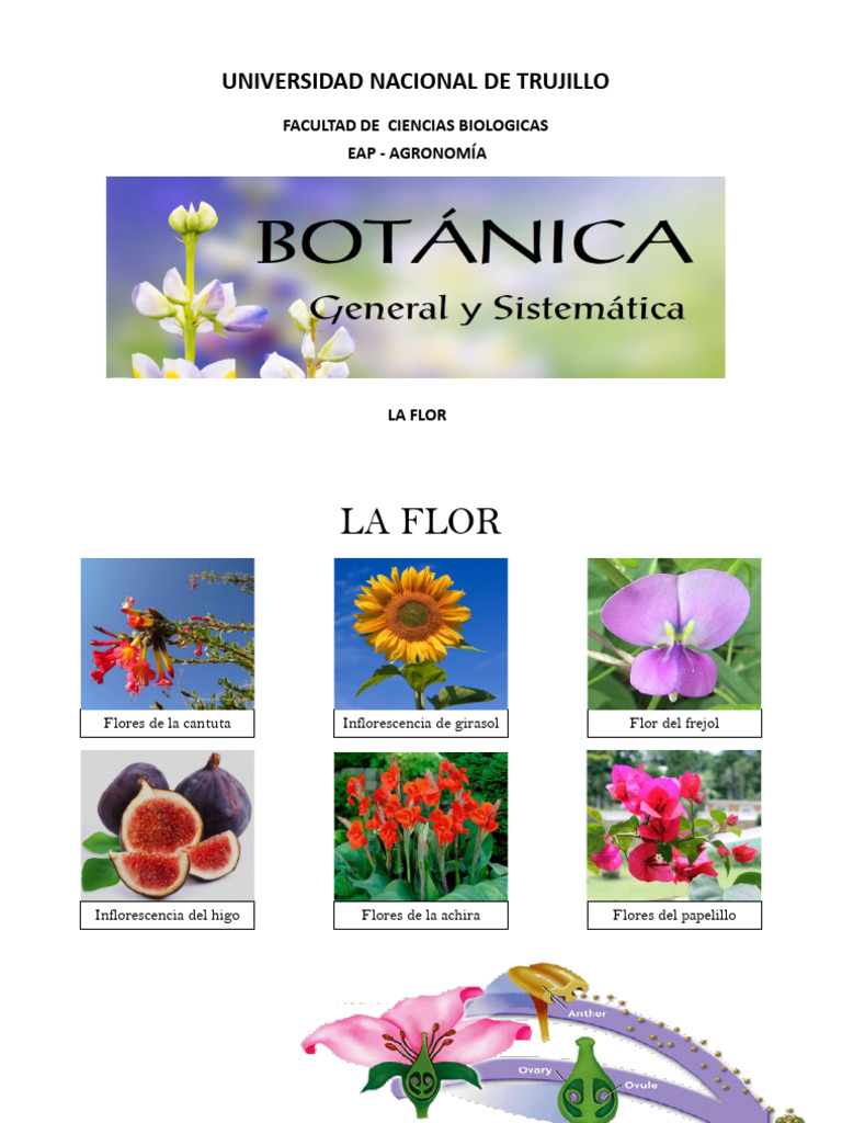 Clasificación y Morfología de Flores | PDF | Flores | Botánica