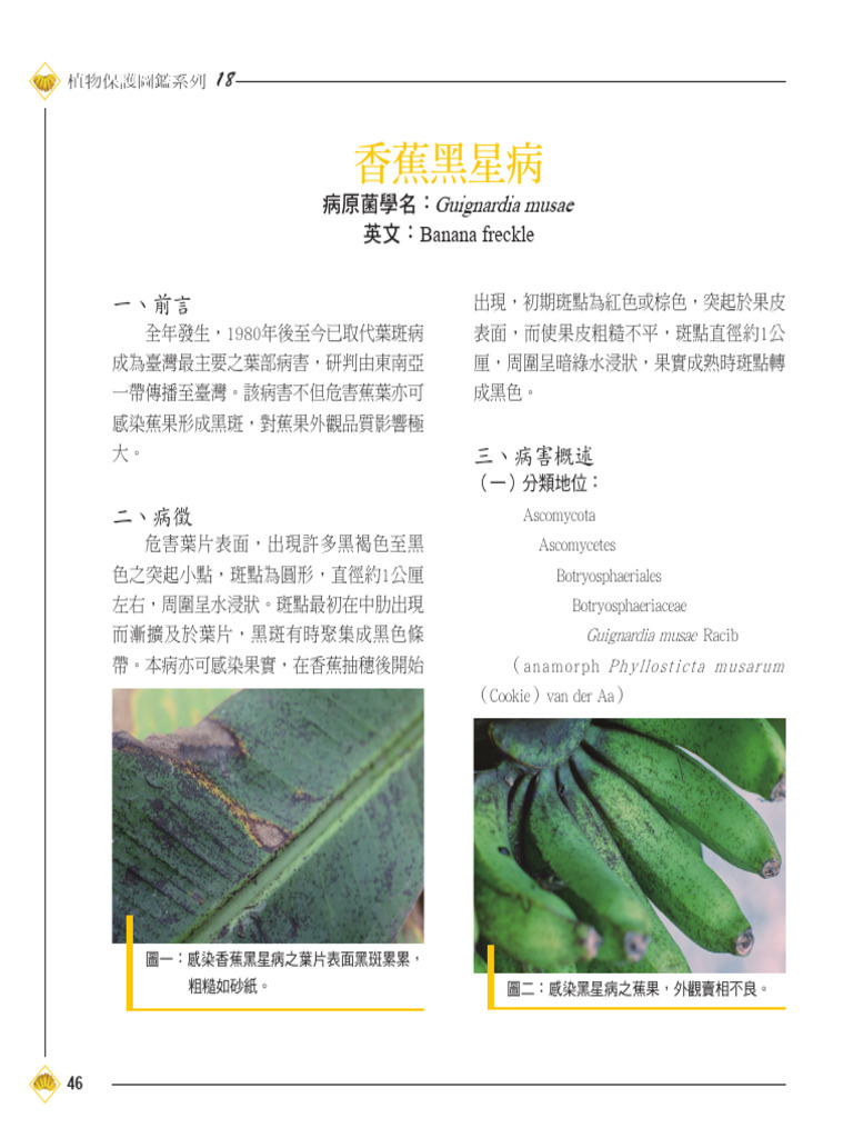 Guignardia Musae: Banana Freckle | PDF