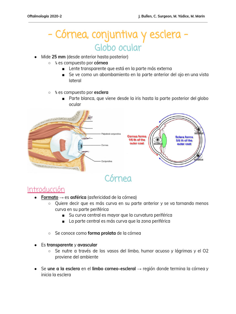 Córnea, Conjuntiva y Esclera | PDF | Córnea | Oftalmología