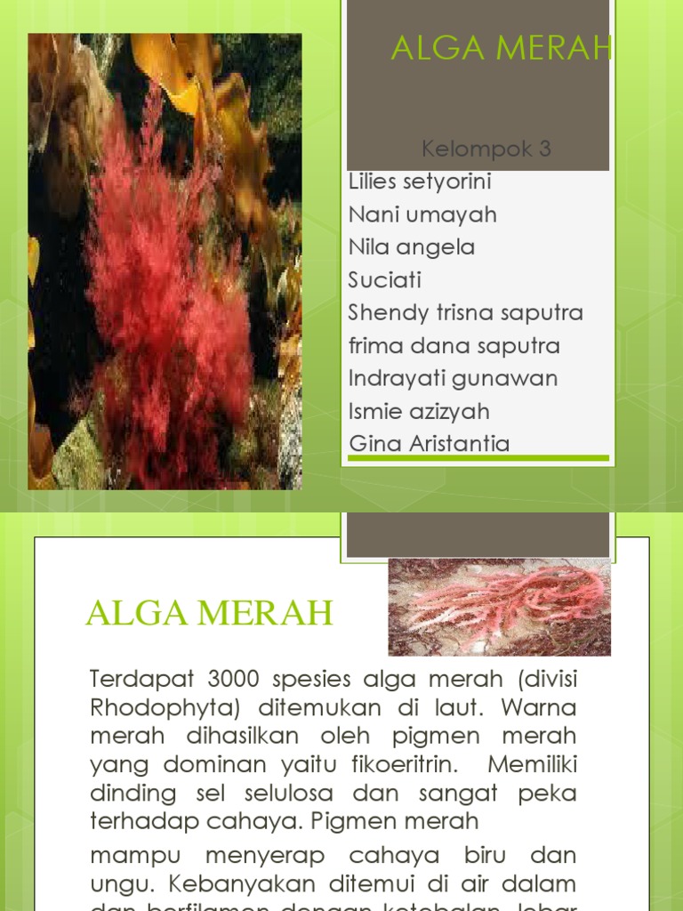Alga Merah | PDF | Sains & Matematika