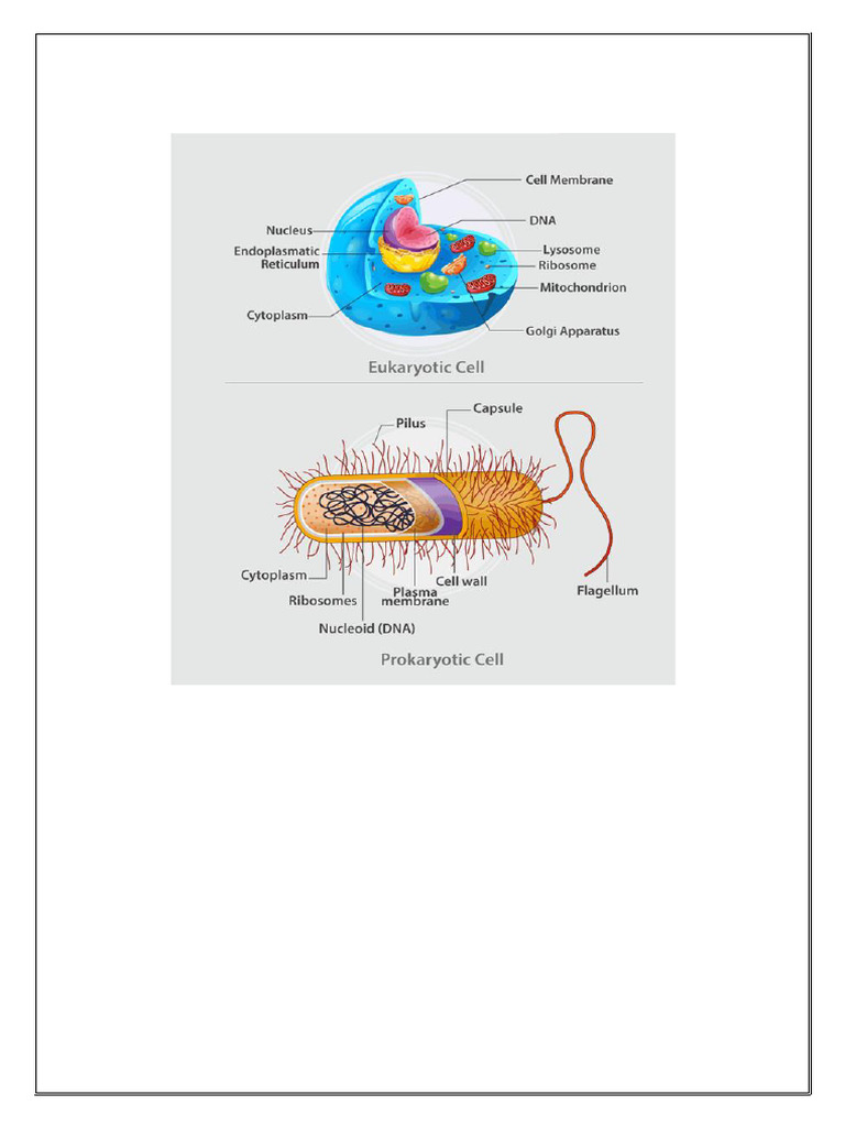 Cell Theory, Structure and Function 1 | PDF | Cell (Biology ...