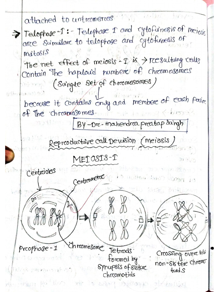 Anatomy and Physiology Handwritten Note. | PDF