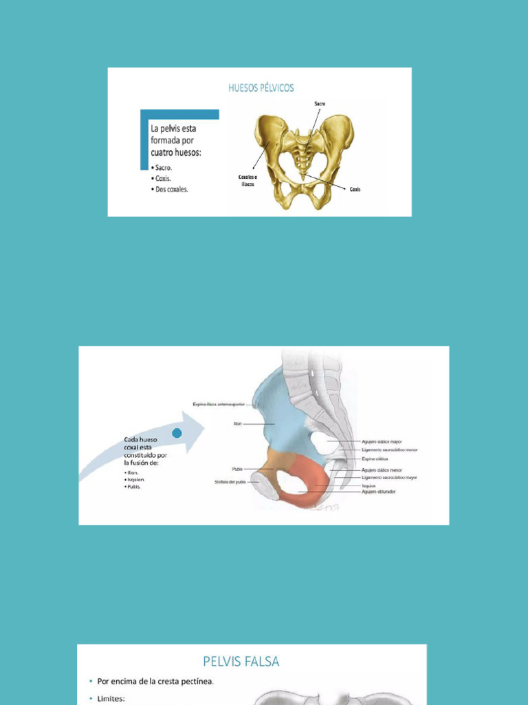 PELVIMETRIA (1).pptx | PDF