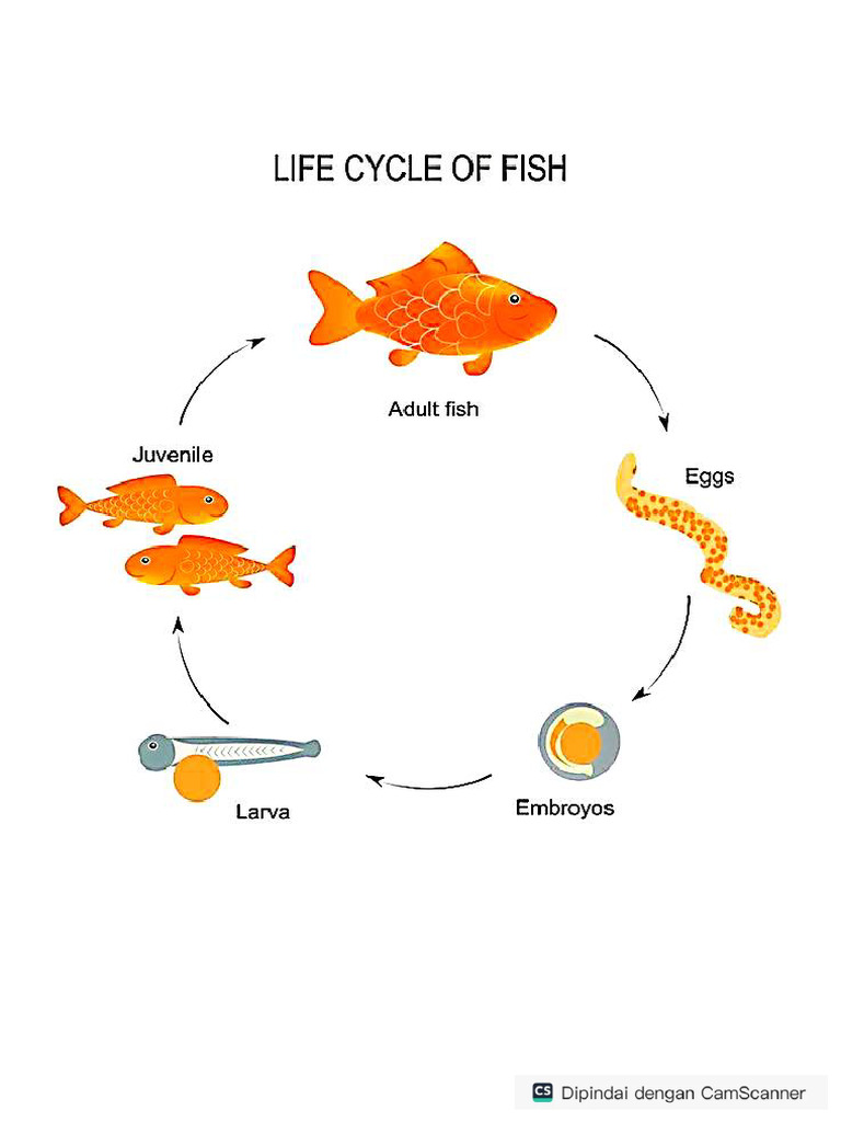 Life Cycle of Fish | PDF