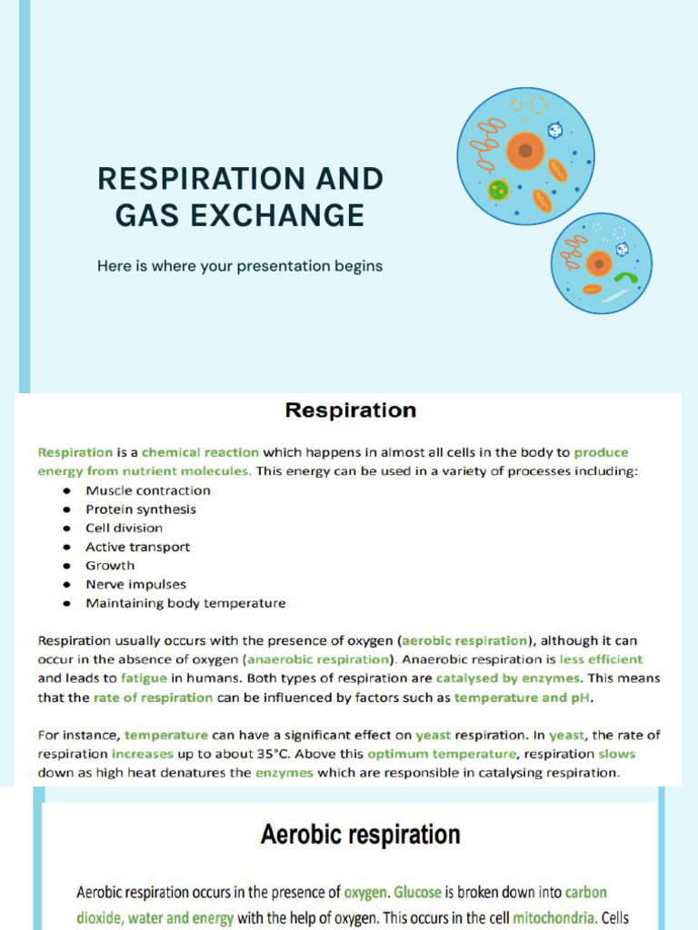 Respiration and Gas Exchange | PDF | Cellular Respiration