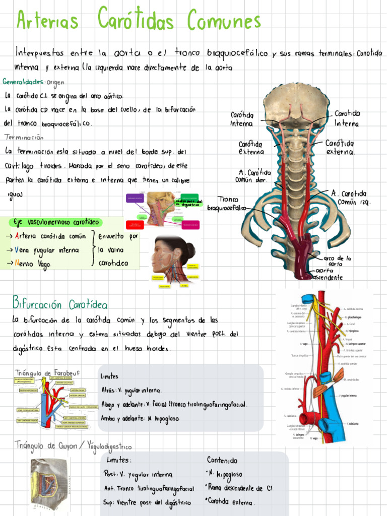 Anatomía 3er Parcial | PDF