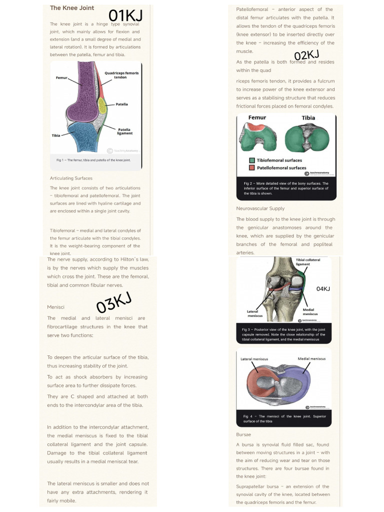Knee Joint | PDF