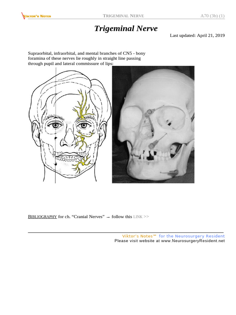 A70 (3b) Skull Foramina For Trigeminal Branches (In Face) | PDF