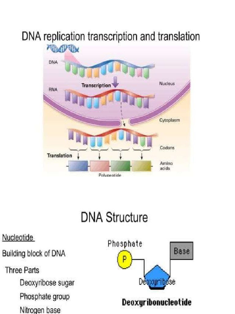 Replication Transcription Translation | PDF