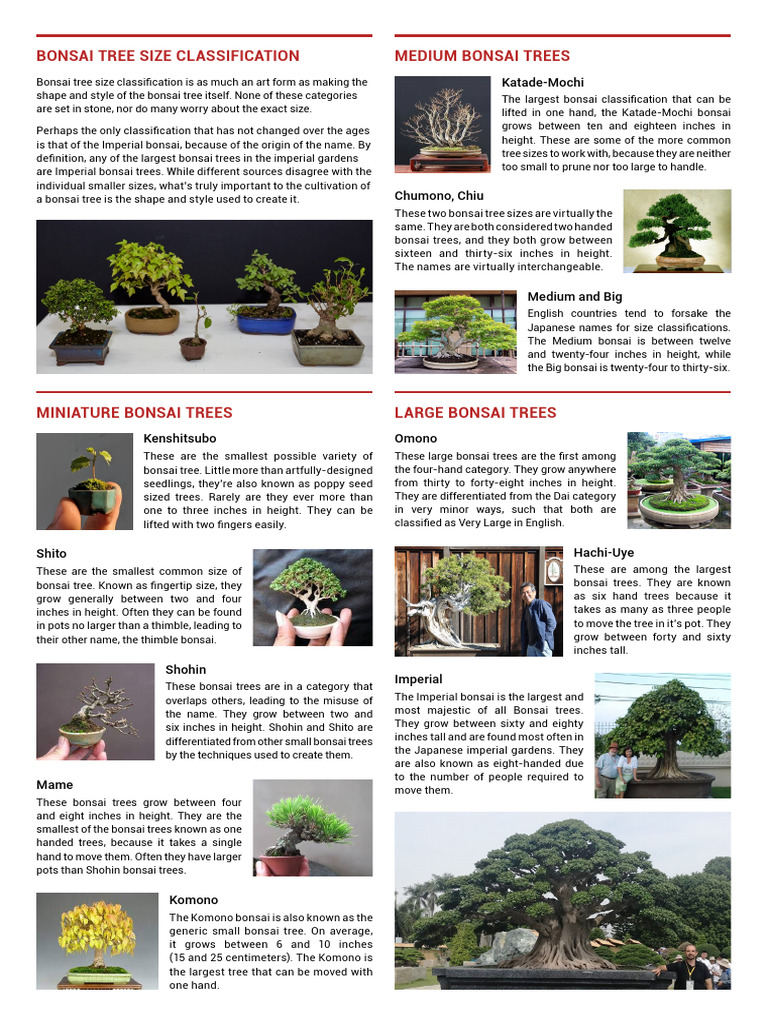 Bonsai Tree Size Classification | PDF | Bonsai | Trees