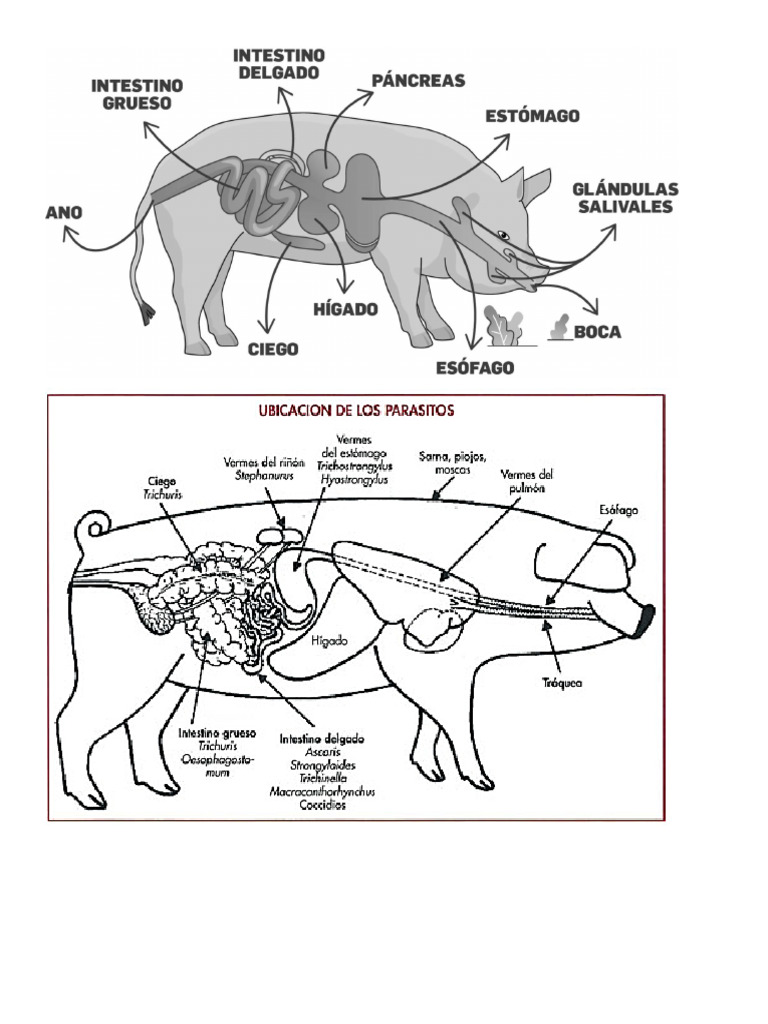 Tarea Modulo Aparato Digestivo Del Cerdo | PDF