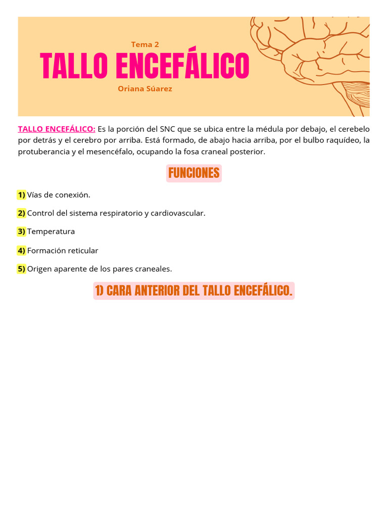Tallo Encefálico | PDF | Anatomía humana | Tronco encefálico