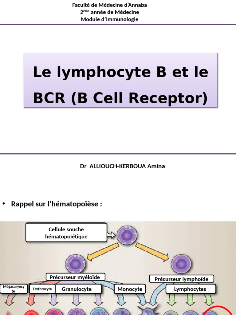 Lymphocytes B et BCR en immunologie | PDF | Lymphocyte | Lymphocyte B
