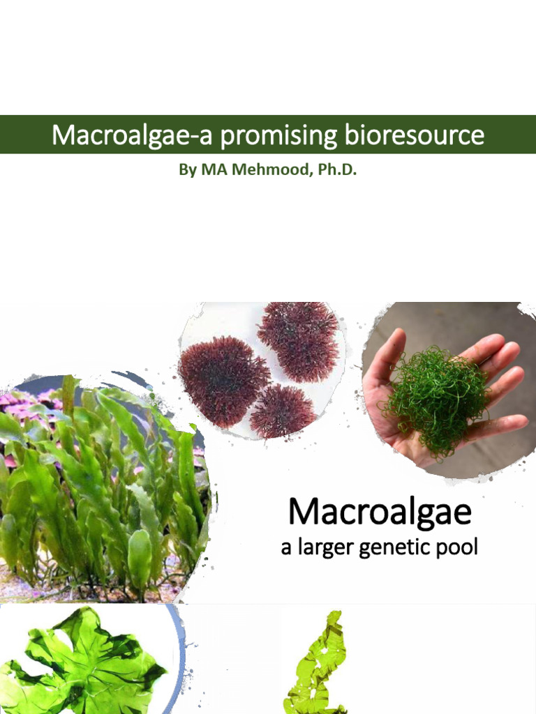 Macroalgae: A Sustainable Bioresource | PDF | Algae | Seaweed