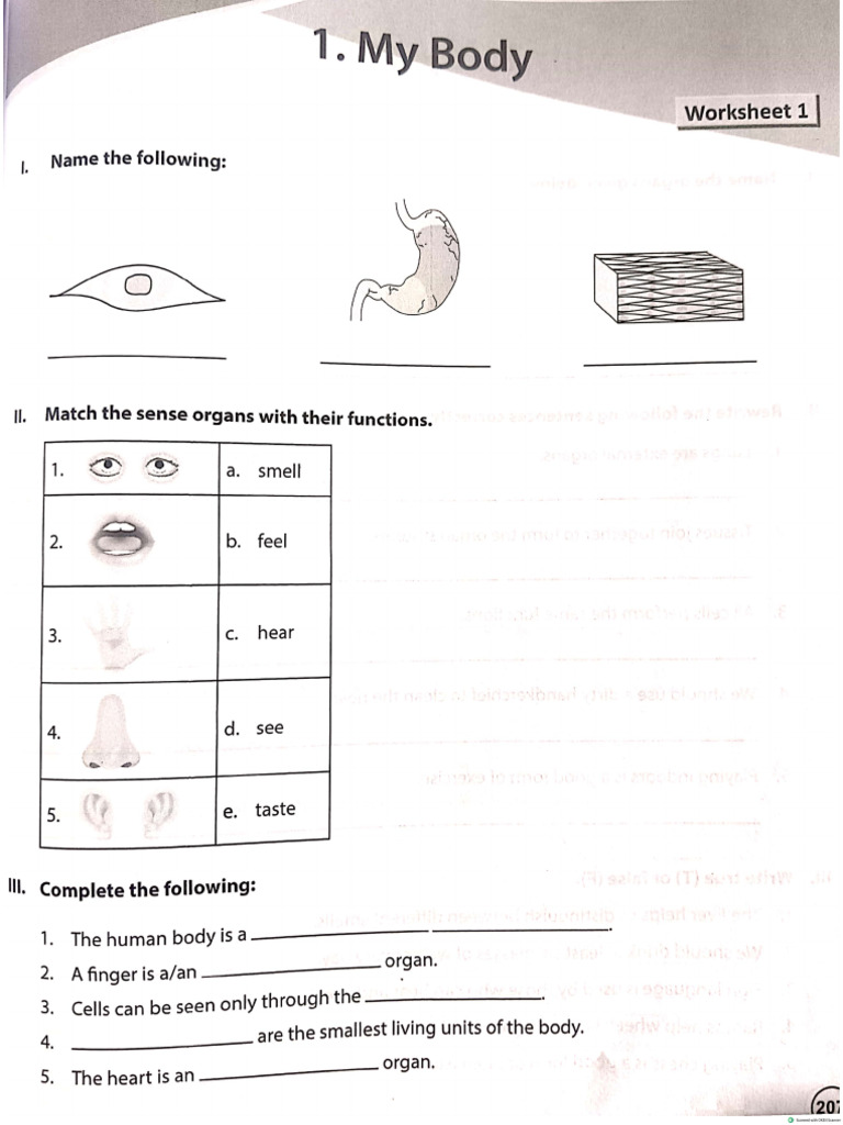 3rd EVs Worksheets | PDF