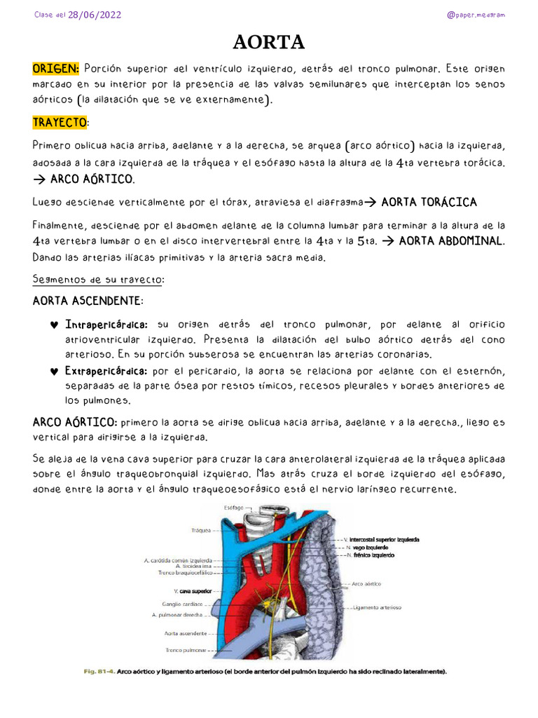 AORTA y Conducto Torácico | PDF | Aorta | Tórax