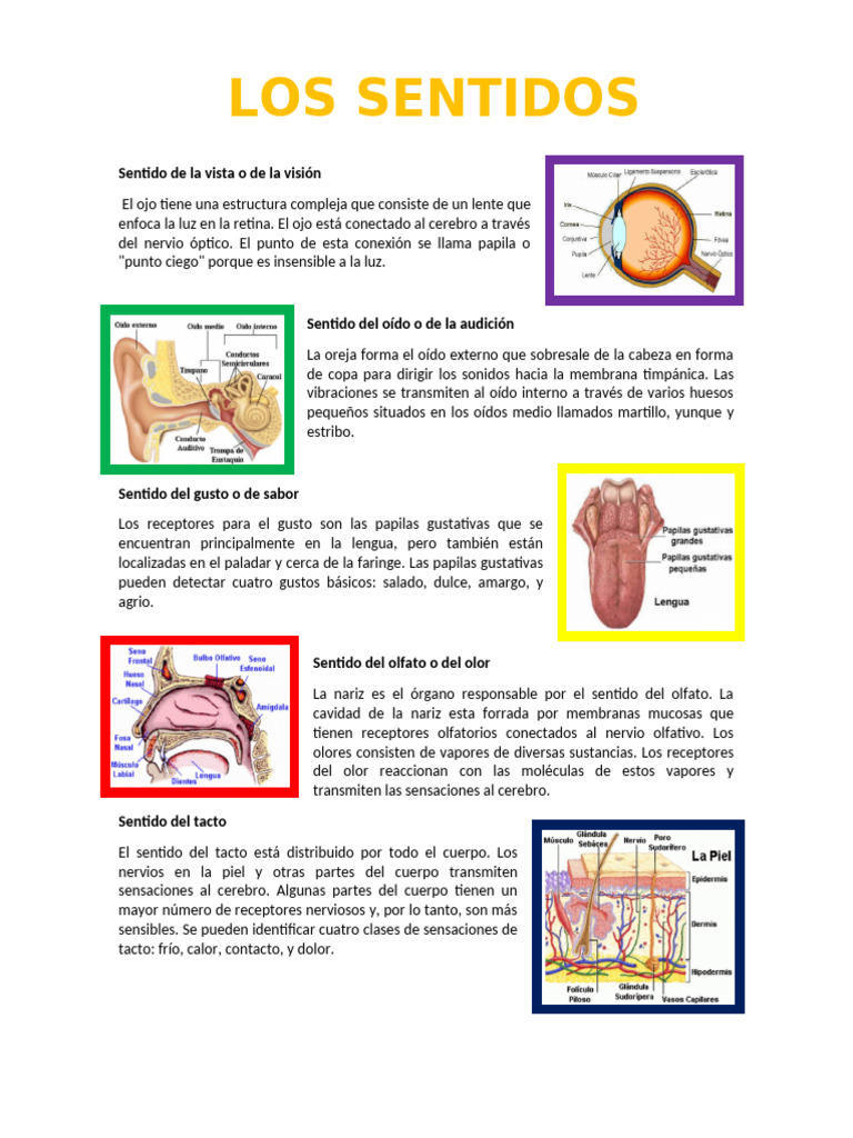 Los Sentidos Del Cuerpo Humano | PDF