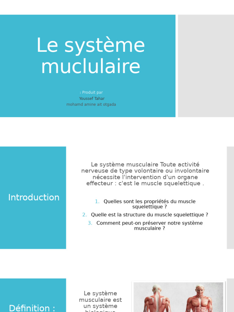 Comprendre le système musculaire humain | PDF | Muscle | Muscle ...