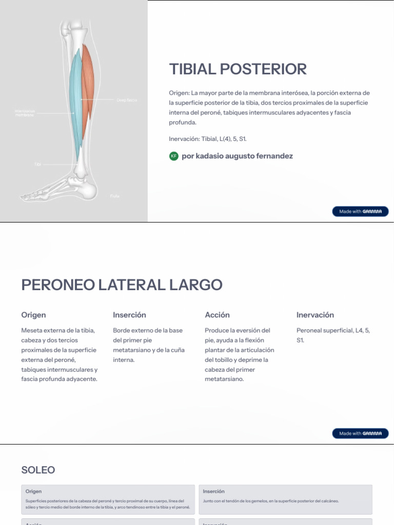 Anatomía del Músculo Tibial Posterior | PDF | Rodilla | Tejido suave