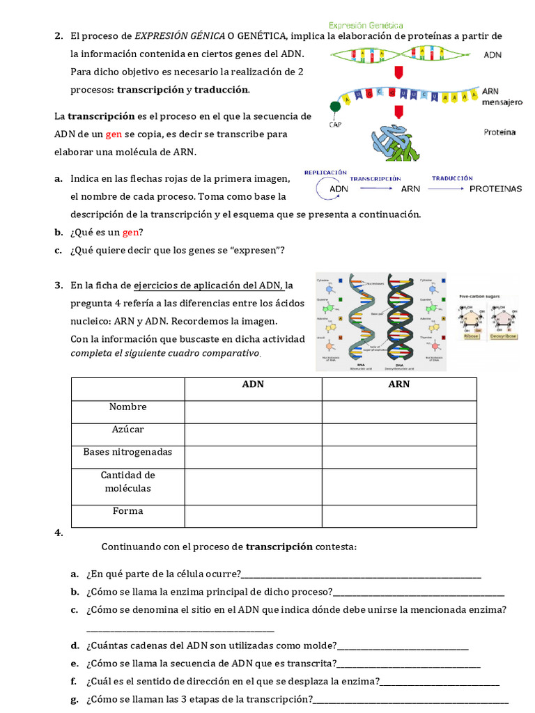 Actividad ADN - Transcripción y Traducción | PDF | Adn | Rna
