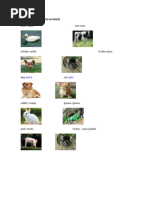 Animales en Mam | PDF