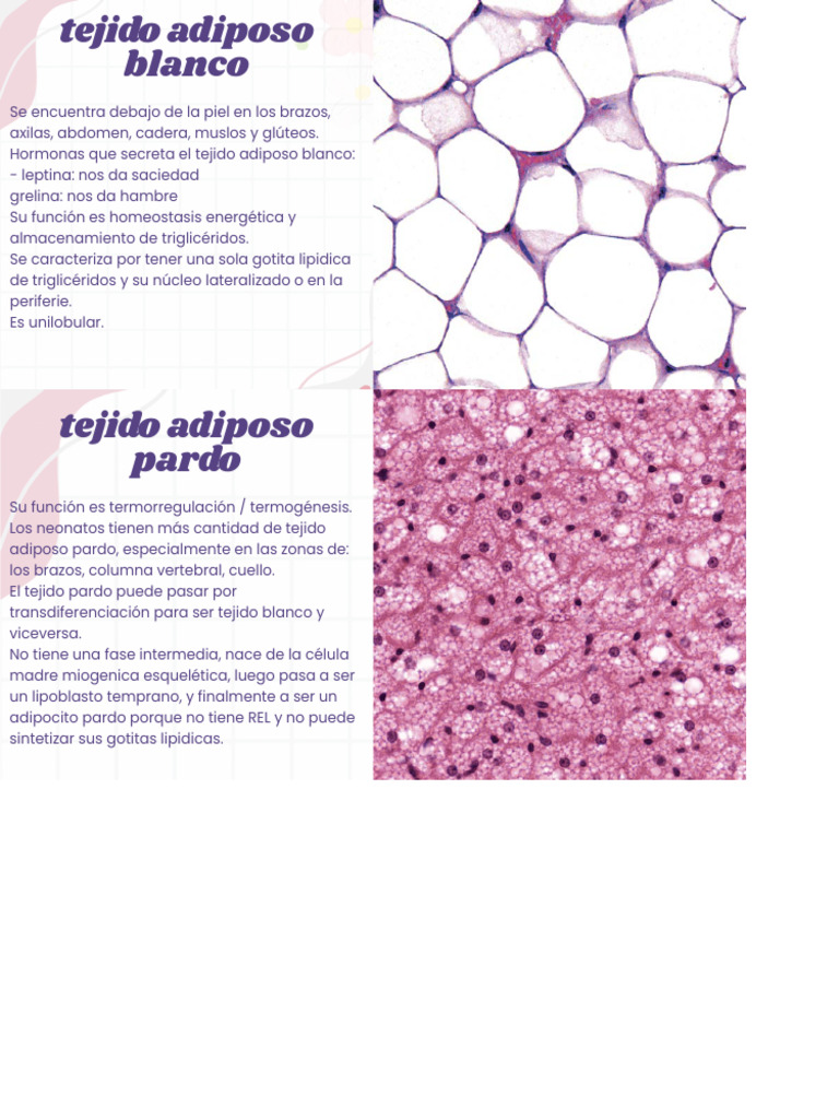Tejido Adiposo Blanco Pdf