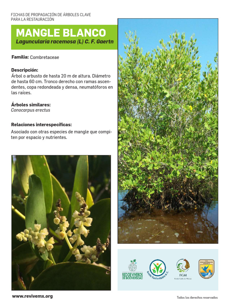 Mangle Blanco | PDF | Mangle | Arboles